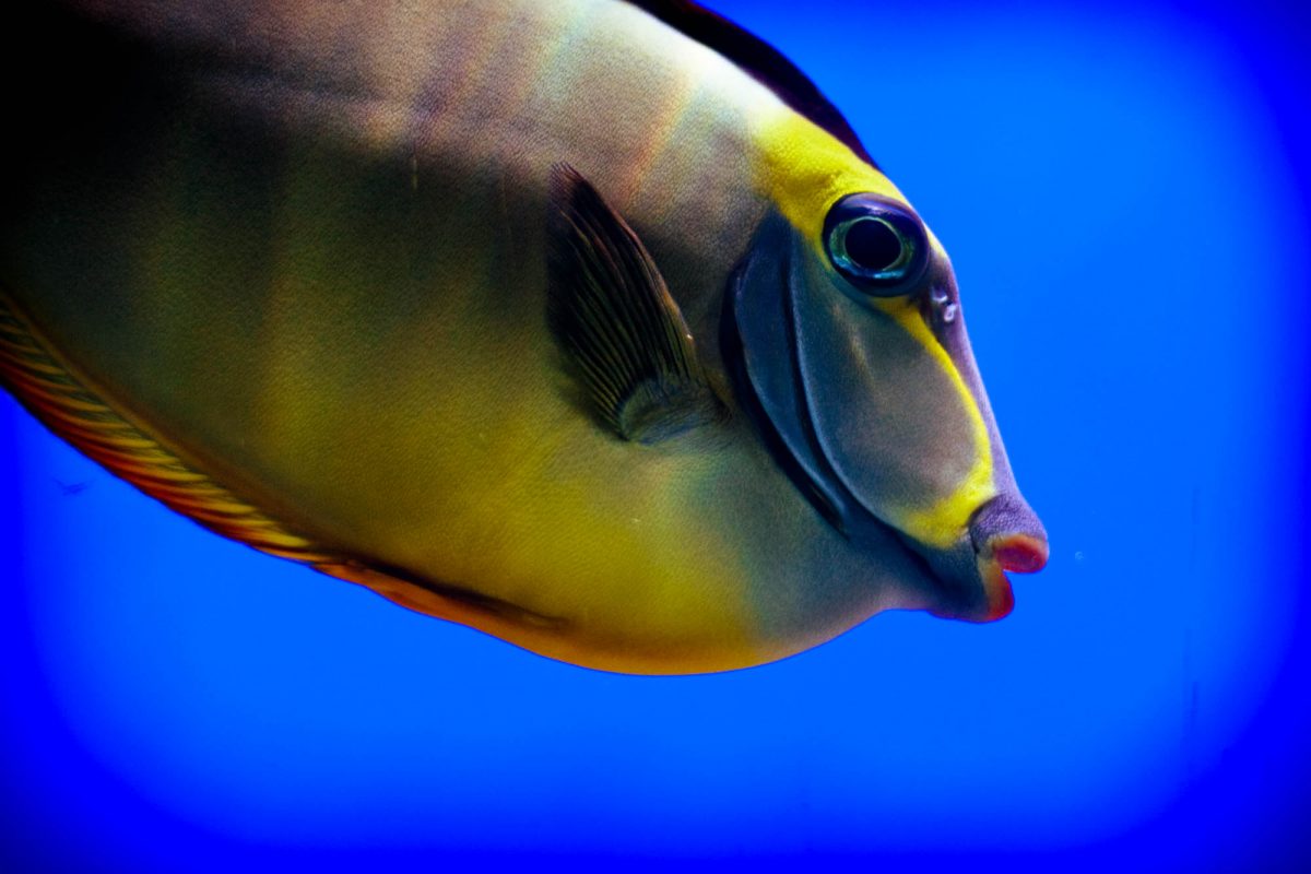 Stunning Photos of Birch Aquarium - Jellyfish and Seahorses | Sidecar Photo