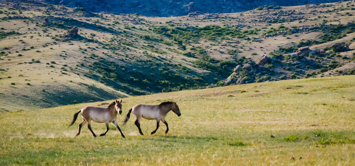 Wild Horse Mongolia