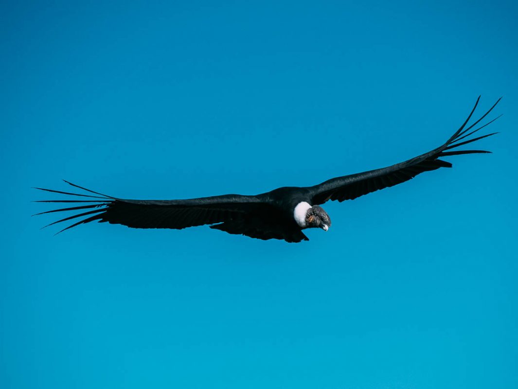 Cruz Del Condor Viewpoint - See the Andean Condor Flying | Sidecar Photo
