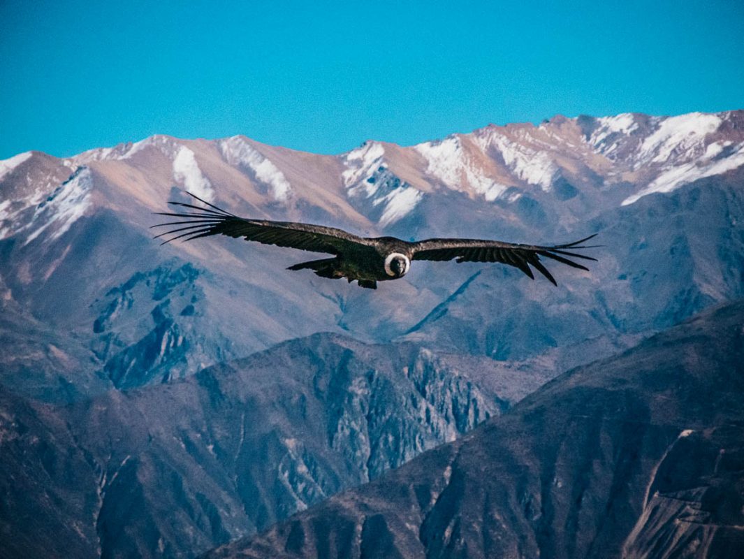 Cruz Del Condor Viewpoint - See the Andean Condor Flying | Sidecar Photo